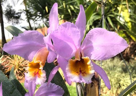 Cattleya Percivaliana Ncoloraurea Multiclone