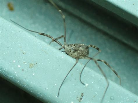 Dawlish Warren Latest Sightings Wildlife Review 2024 Spiders