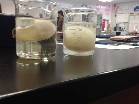 Veda Biology Blog Egg Diffusion Lab