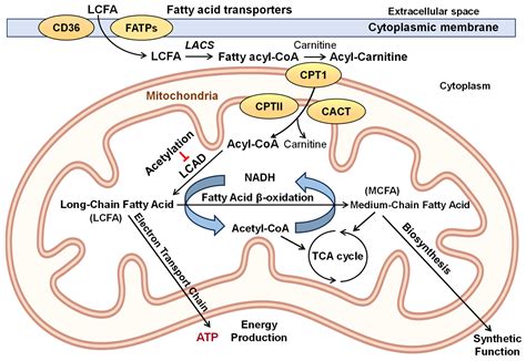 Critical Role Of Mitochondrial Fatty Acid Metabolism In Normal Cell