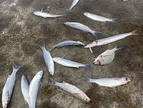 More Dead Fish In Wyee Bay Central Coast News