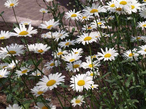 732189 4k Camomiles Rare Gallery Hd Wallpapers