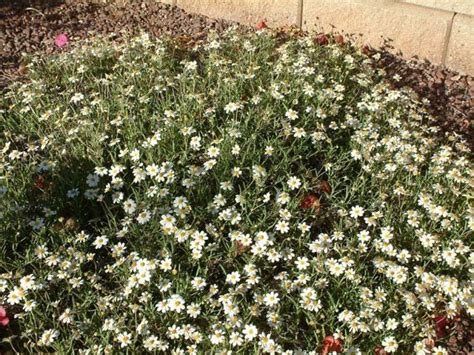 Melampodium Leucanthum Blackfoot Daisy Plantmaster