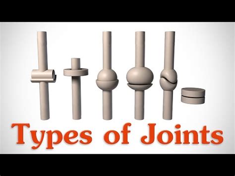 Understanding The Six Types Of Joints In Human Anatomy For Artists Galaxy