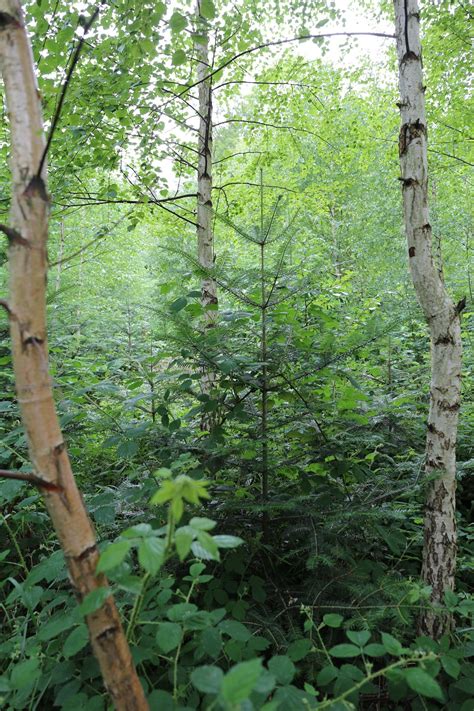 Wälder Im Klimawandel Und Die Rolle Des Menschen Steigerwald Zentrum