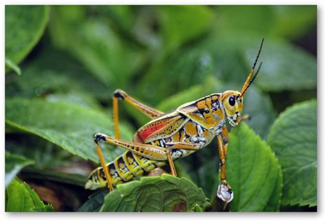 Finding Your Inner Grasshopper Embracing The Spiritual Meaning And