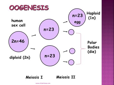 Reduction Division Presentation Biology