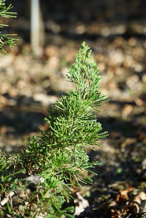 你喝咖啡，我種樹！ 小柏樹，落在土裡，便長成永恆希望。 每件小事，都能因為一個「好的善因」 發展茁壯，與您分享