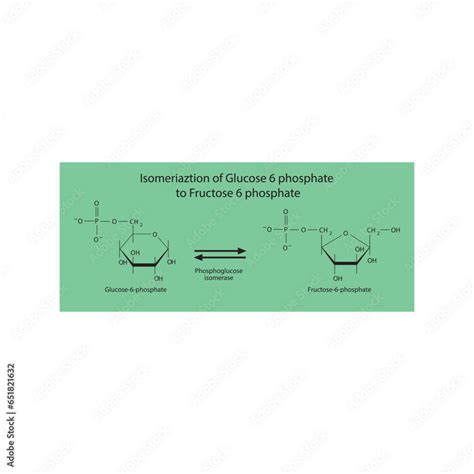 Vecteur Stock Isomeriaztion Of Glucose 6 Phosphate To Fructose 6 Phosphate Via Phosphoglucose