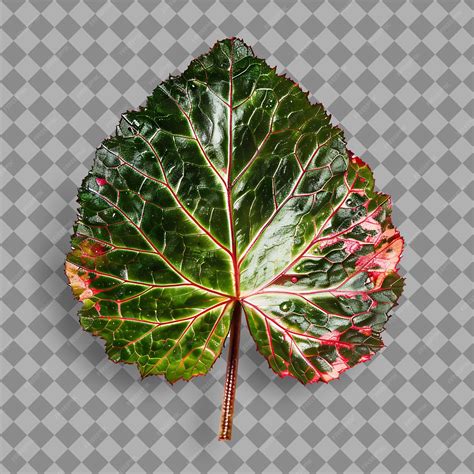 Premium Psd Png Begonia Leaf With Asymmetrical Lobed Leaf Shape And