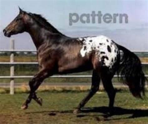 Appaloosa Cross Stitch Pattern Pattern Keeper Horse Cross Stitch