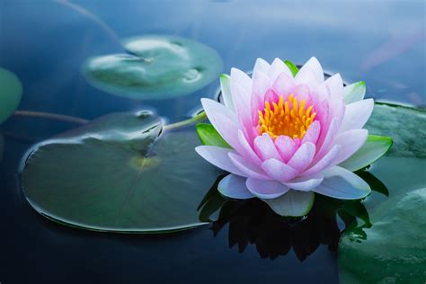 The Meaning And Symbolism Behind The Lotus Flower Mystart