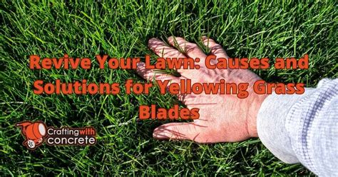 Solutions For Grass Blades Turning Yellow Lawn Care Tips