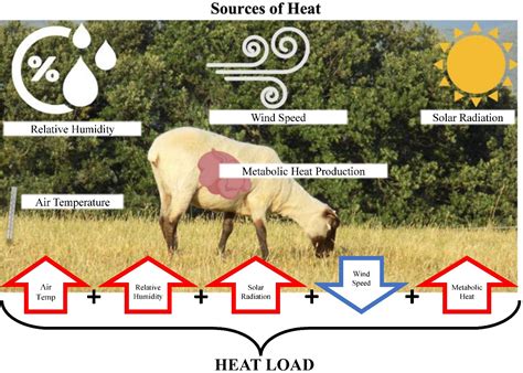 Lamancha Goats Heat Cycle