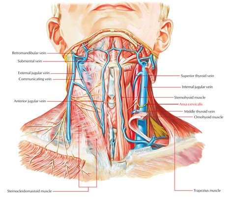 Omohyoid Muscle Origin And Insertion