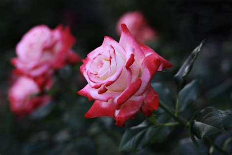 Stunning Nature Vibrant Rose In 4k Ultra Hd Wallpaper
