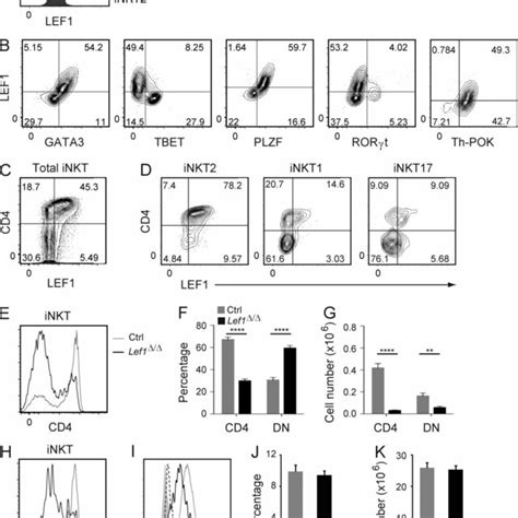 Lef1 Promoted Development Of Inkt Cells That Produce Il 4 Or Il 4 Plus