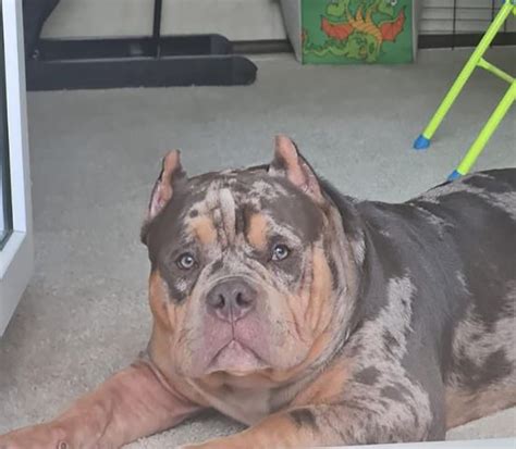 Merle American Bully What Are They And Why Are They Special