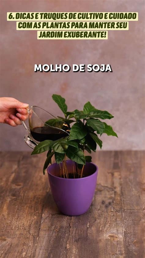6 Dicas E Truques De Cultivo E Cuidado Com As Plantas Para Manter Seu Jardim Exuberante