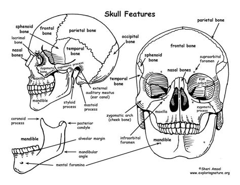 Skull Anatomy Bones Coloring Pages Cranium Human Face Features Drawing Sheet Printable Book Bony