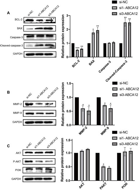 Abca12 Promotes Proliferation And Migration And Inhibits Apoptosis Of Pancreatic Cancer Cells