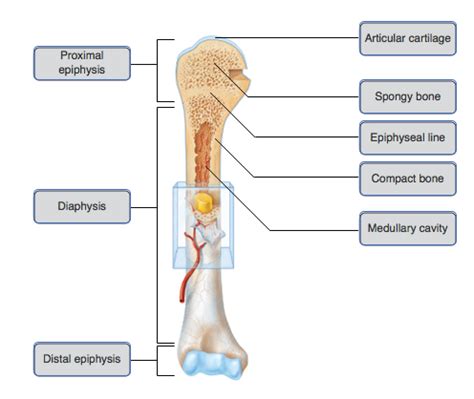 Medullary Cavity