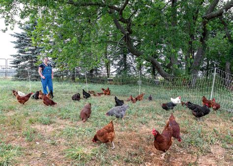 Organic Chicken Farm Long Island