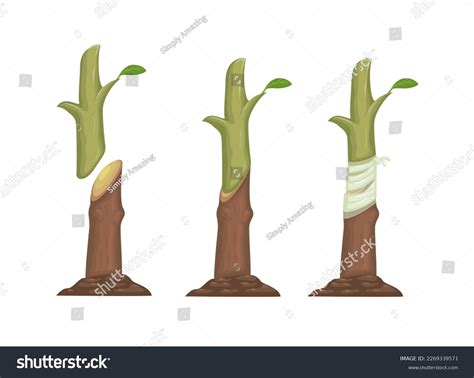 Plant Grafting Method Process Information Illustration Stock Vector