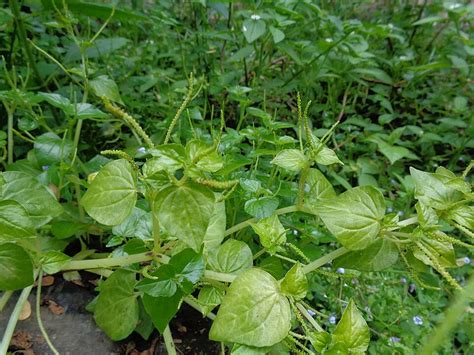 Peperomia Pellucida Pepper Elder Shining Bush Plant And Mantoman In Its