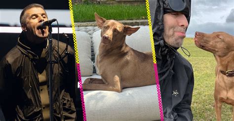 Buttons La Perrita De Liam Gallagher Que Sigue A Oasis En Su Gira