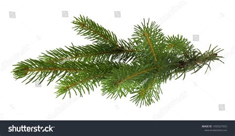 Pine Tree Branch Texture