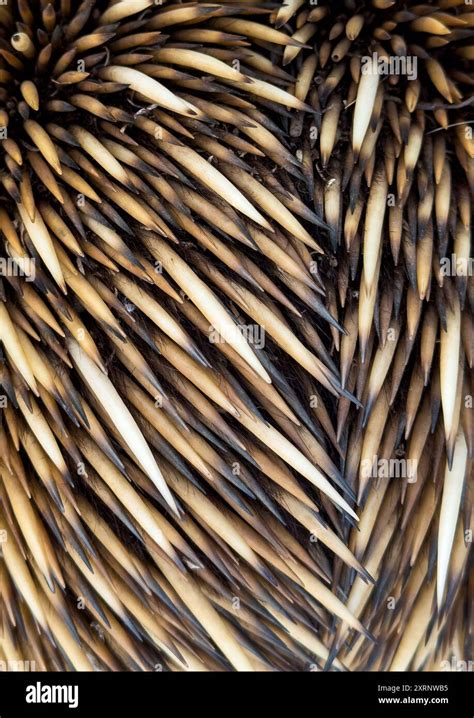 Close Up Detail Of The Sharp Spines Of A Native Australian Echidna
