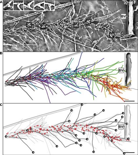 Electron Tomography And Simulation Of Baculovirus Actin Comet Tails