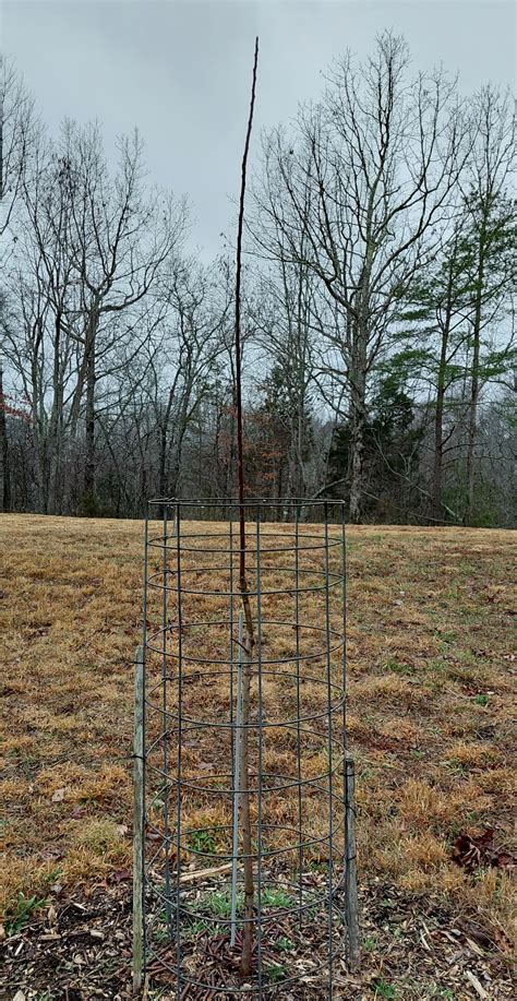 Apple Rootstock Grafting Follow Ups With Pics General Fruit Growing Growing Fruit