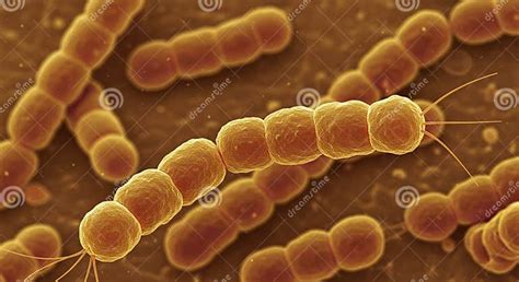 Close Up Microscopic View Of Streptococcus Bacteria Chains And