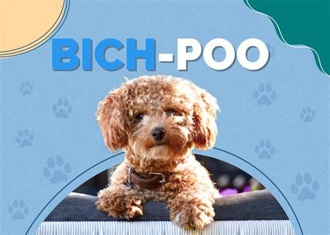 Peekapoo Poodle And Pekingese Mix Info Pictures Traits Facts