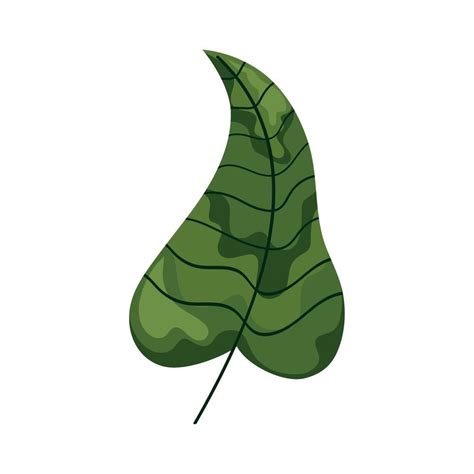 Ecology Leaf Plant Foliage 14534047 Vector Art At Vecteezy