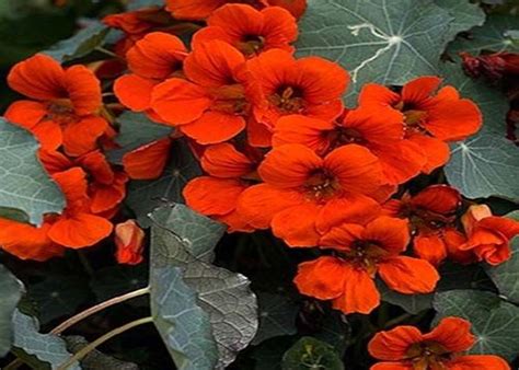 Tips For Growing Nasturtiums From Seed At William Biscoe Blog