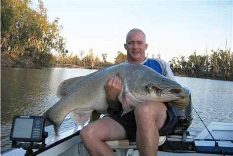 The Metre Murray Cod Mayhem