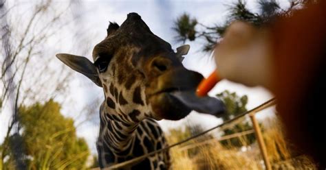 Jirafa Benito ¿cuánto Cuesta El Boleto Para Verla Y Dónde Queda El