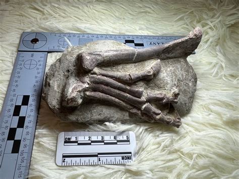 Psittacosaurus Fossil Matrix 16 Cm 4 Cm Auction Online Catawiki