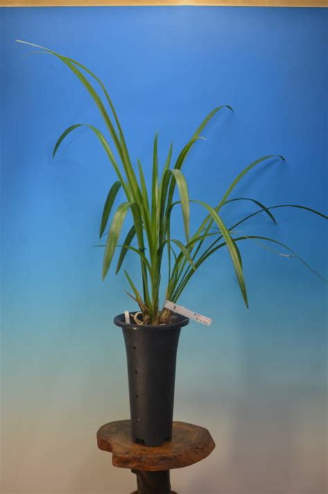 のお店：お勧め商品