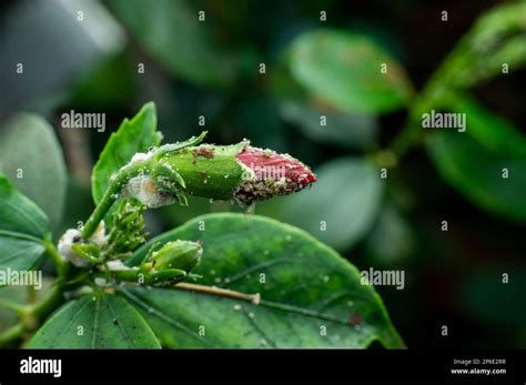 Aphids Infested Plant Of Hibiscus In The Garden Aphids Are Sucking