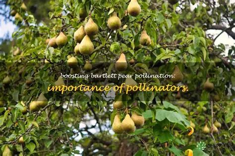 Boosting Bartlett Pear Pollination Importance Of Pollinators Shuncy