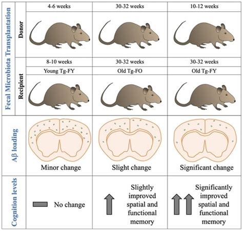 Fecal Microbiota Transplantation Reduces Pathology And Improves
