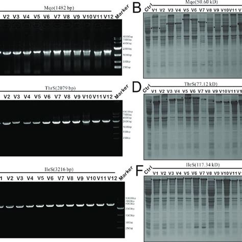 Recombination Validation And Protein Expression Analysis For The