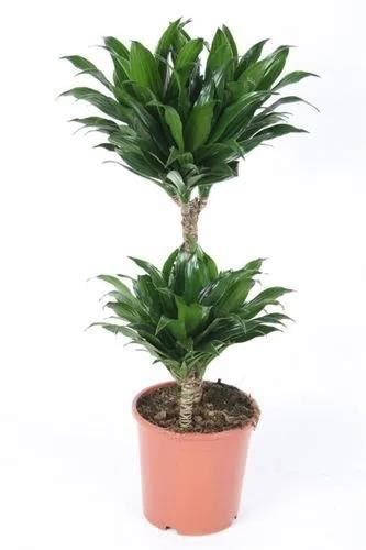 Shrub Identifier List Types Identification Tips And Ways