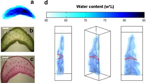 A Cross Section Water Content Image Of An Agave Leaf The Image Shows A Download Scientific