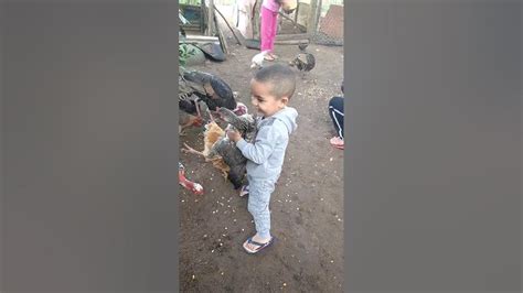 Bom Dia Simplicidade Bomdiavidanaroça Galinhas Viral Youtube