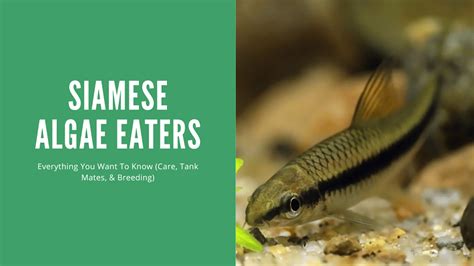 Siamese Algae Eater Complete Care Guide True Vs False Sae Explained